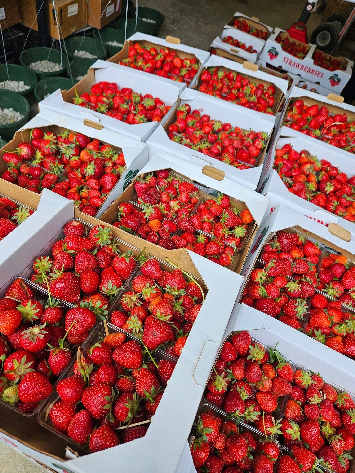 Summer – Gatewood Vegetable Farm & Greenhouses, Inc.