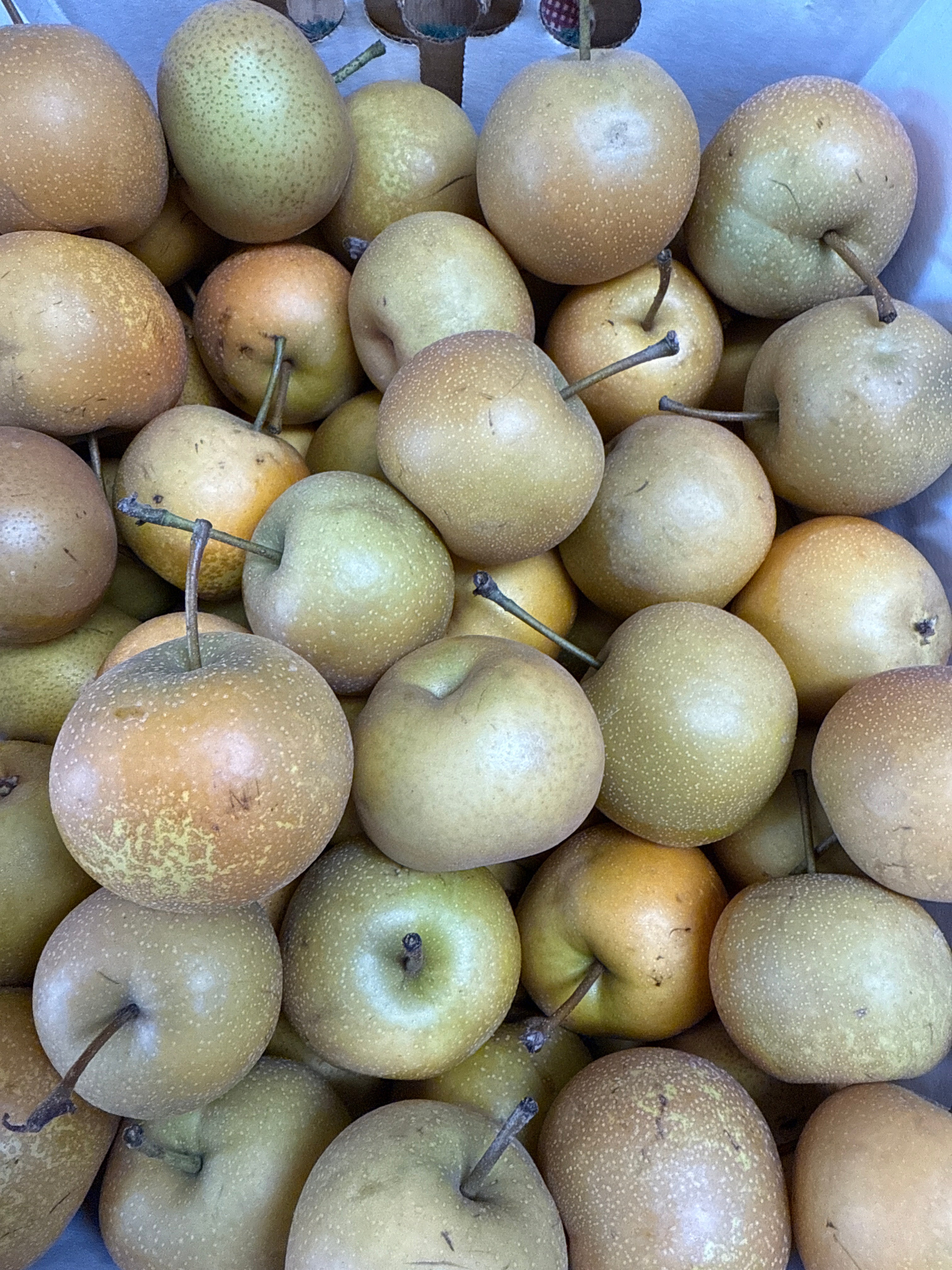 Asian Pears 1/2 BU – Gatewood Vegetable Farm & Greenhouses, Inc.